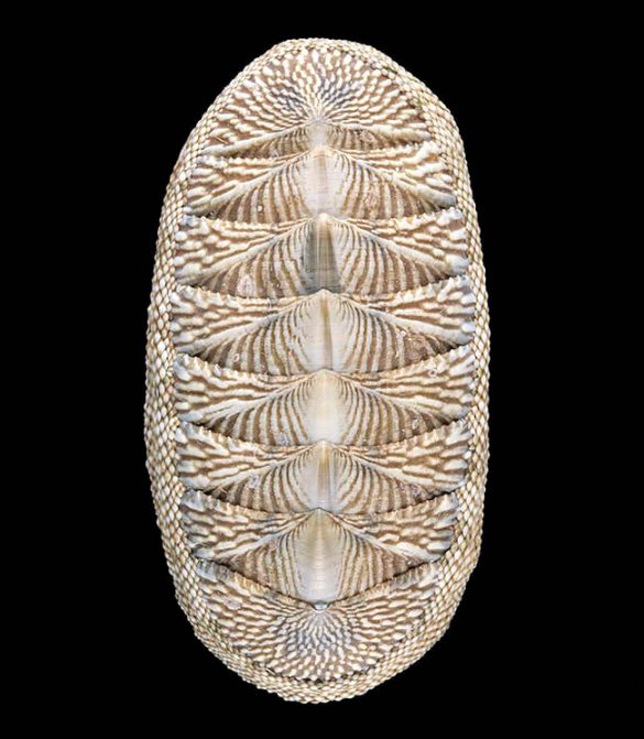 Chiton tuberculatus - Monaco Nature Encyclopedia