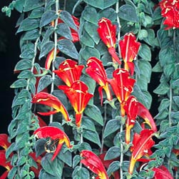 Columnea microcalyx - Monaco Nature Encyclopedia