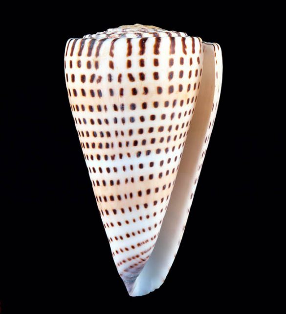 Conus litteratus - Monaco Nature Encyclopedia