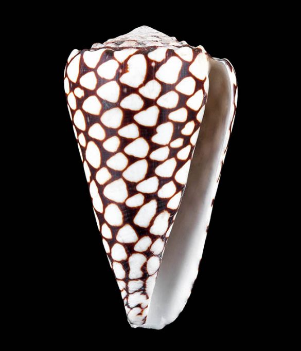 Conus marmoreus - Monaco Nature Encyclopedia