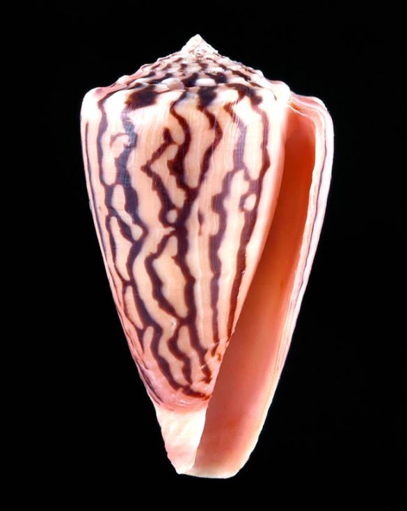 Conus princeps - Monaco Nature Encyclopedia