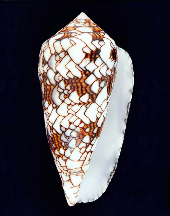 Conus textile - Monaco Nature Encyclopedia