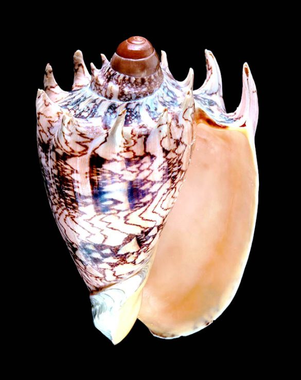 Cymbiola imperialis - Monaco Nature Encyclopedia