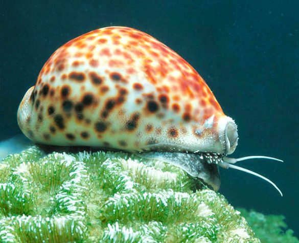 Cypraea tigris - Monaco Nature Encyclopedia