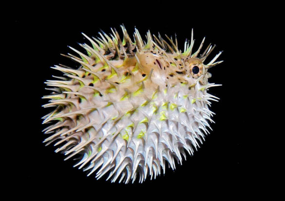 Diodon holocanthus - Monaco Nature Encyclopedia