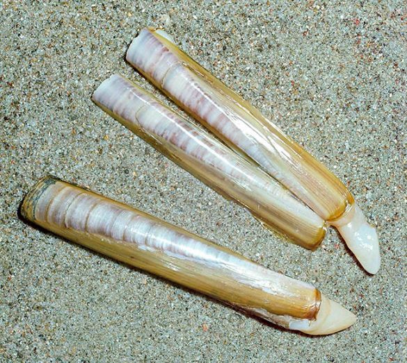 Ensis minor - Monaco Nature Encyclopedia