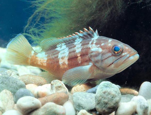 Epinephelus costae - Monaco Nature Encyclopedia