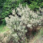Erica arborea - Monaco Nature Encyclopedia
