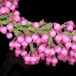 Erica bergiana - Monaco Nature Encyclopedia