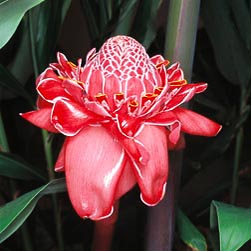 Zingiberaceae Archivi - Monaco Nature Encyclopedia