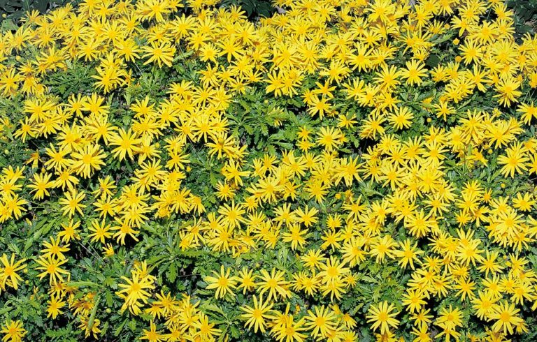 Euryops chrysanthemoides - Monaco Nature Encyclopedia