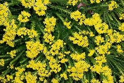 Euryops virgineus - Monaco Nature Encyclopedia