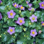 Exacum affine - Monaco Nature Encyclopedia