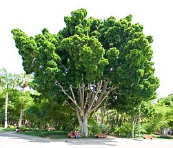 Ficus microcarpa - Monaco Nature Encyclopedia