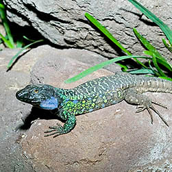 Gallotia galloti - Monaco Nature Encyclopedia