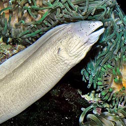 Gymnothorax griseus - Monaco Nature Encyclopedia