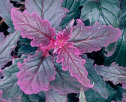 Gynura procumbens - Monaco Nature Encyclopedia