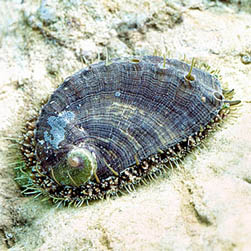 Haliotis tuberculata - Monaco Nature Encyclopedia