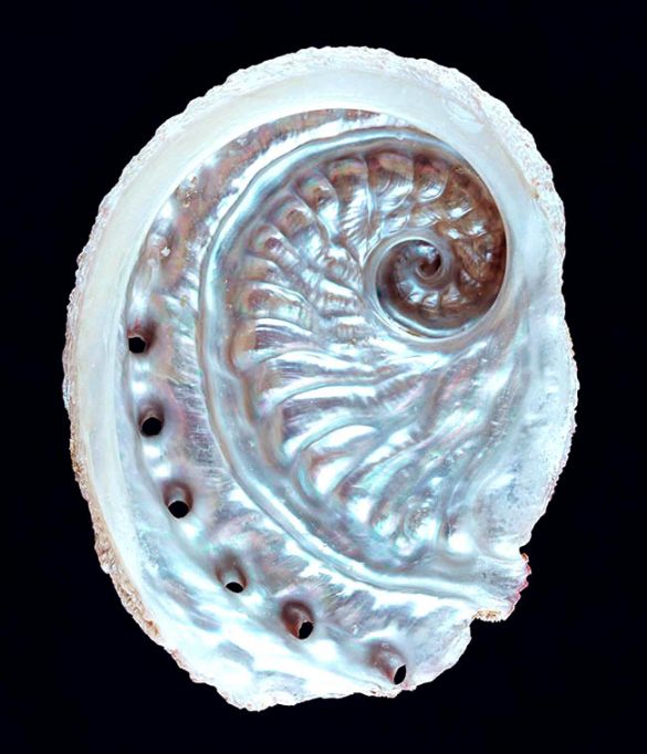 Haliotis scalaris - Monaco Nature Encyclopedia