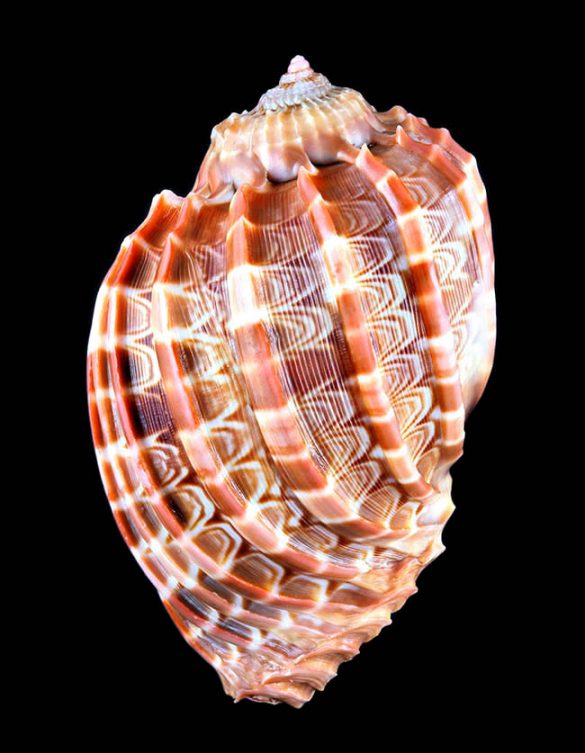 Harpa major - Monaco Nature Encyclopedia