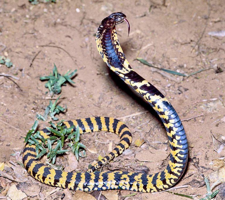 Hemachatus haemachatus - Monaco Nature Encyclopedia