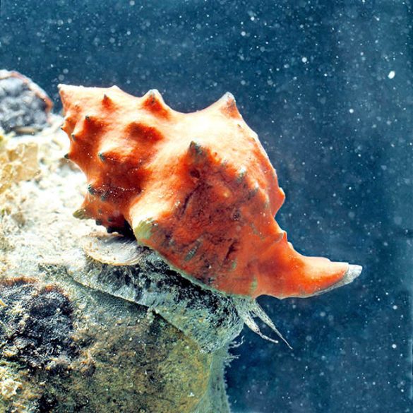 Hexaplex trunculus - Monaco Nature Encyclopedia
