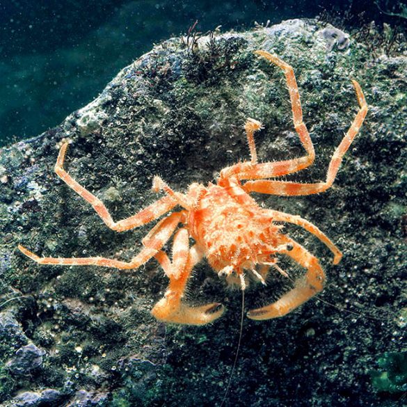 Homola barbata - Monaco Nature Encyclopedia