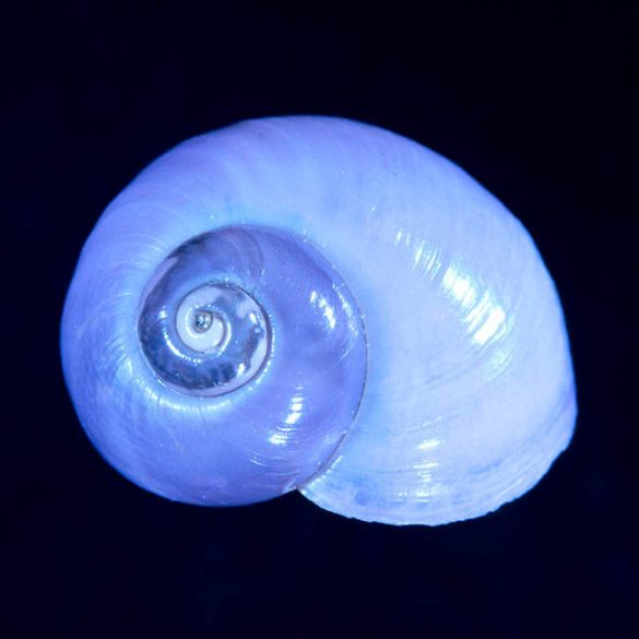 Janthina globosa - Monaco Nature Encyclopedia