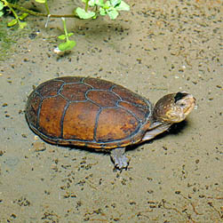 Kinosternon subrubrum - Monaco Nature Encyclopedia