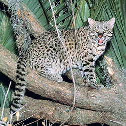 Chilenische Waldkatze Archivi - Monaco Nature Encyclopedia