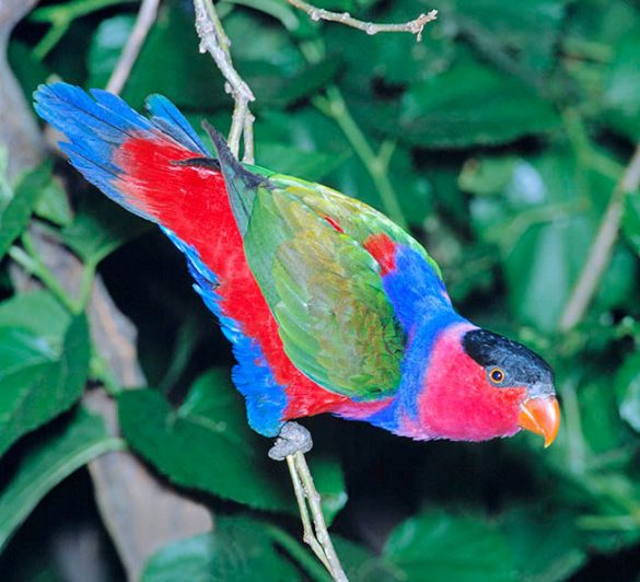 Lorius lory - Monaco Nature Encyclopedia