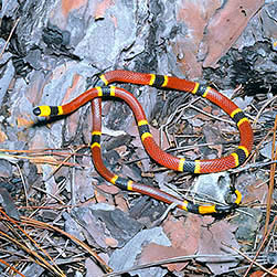 Micrurus fulvius - Monaco Nature Encyclopedia
