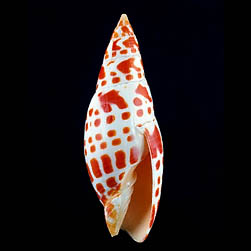 Mollusca Archivi - Monaco Nature Encyclopedia