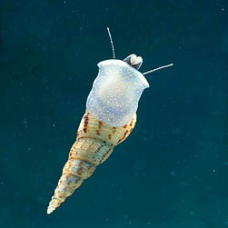 Melanoides tuberculata - Monaco Nature Encyclopedia