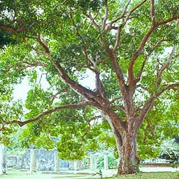 Mangifera indica - Monaco Nature Encyclopedia