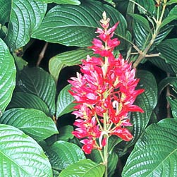 Megaskepasma erythrochlamys - Monaco Nature Encyclopedia