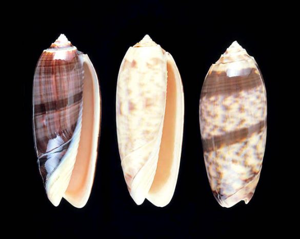 Miniaceoliva miniacea - Monaco Nature Encyclopedia