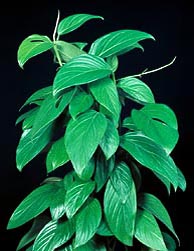 Monstera acuminata - Monaco Nature Encyclopedia