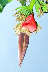 Musa acuminata - Monaco Nature Encyclopedia