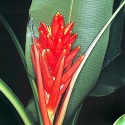 Musa coccinea - Monaco Nature Encyclopedia