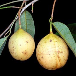 Myristica fragrans - Monaco Nature Encyclopedia