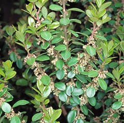 Myrsine africana - Monaco Nature Encyclopedia