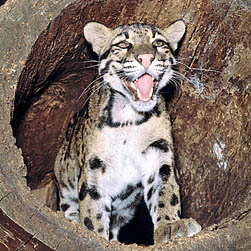 Neofelis nebulosa - Monaco Nature Encyclopedia