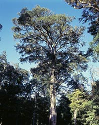 Olea capensis subsp. macrocarpa - Monaco Nature Encyclopedia