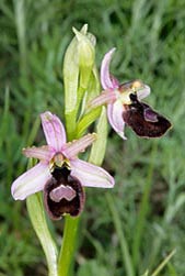 Ophrys bertolonii - Monaco Nature Encyclopedia