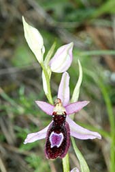 Ophrys bertolonii - Monaco Nature Encyclopedia