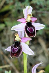 Ophrys bertolonii - Monaco Nature Encyclopedia