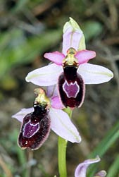 Ophrys bertolonii - Monaco Nature Encyclopedia