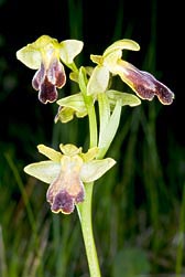 Orchidaceae Archivi - Monaco Nature Encyclopedia