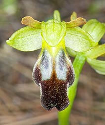 Ophrys fusca - Monaco Nature Encyclopedia